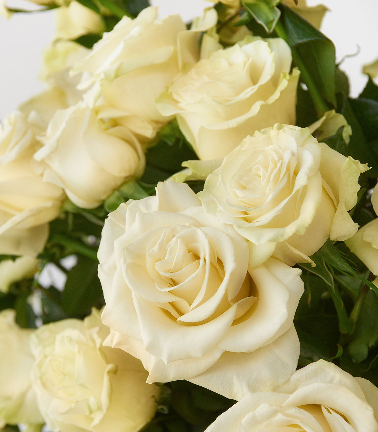 White Flower Delivery | Farm Fresh, Long Lasting Blooms | POMP Flowers