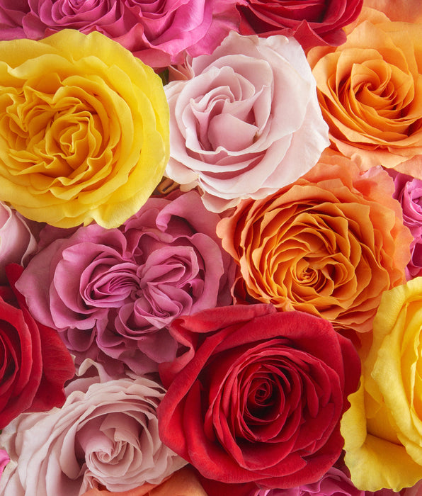 POMP Flowers | Roses Delivery | Next Day Rose Delivery Service Online