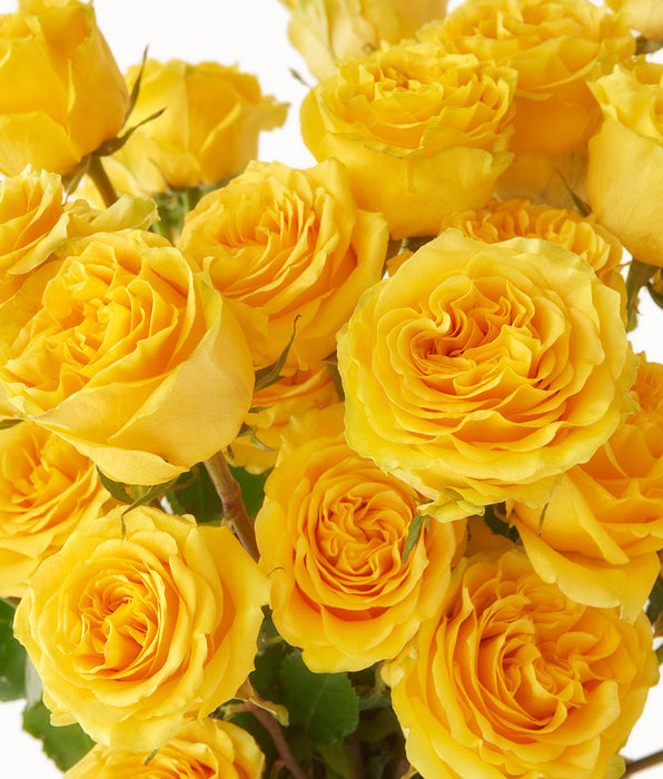 Roses Bouquet Delivery | Big Bouquet of Roses |Pomp Flowers – POMP