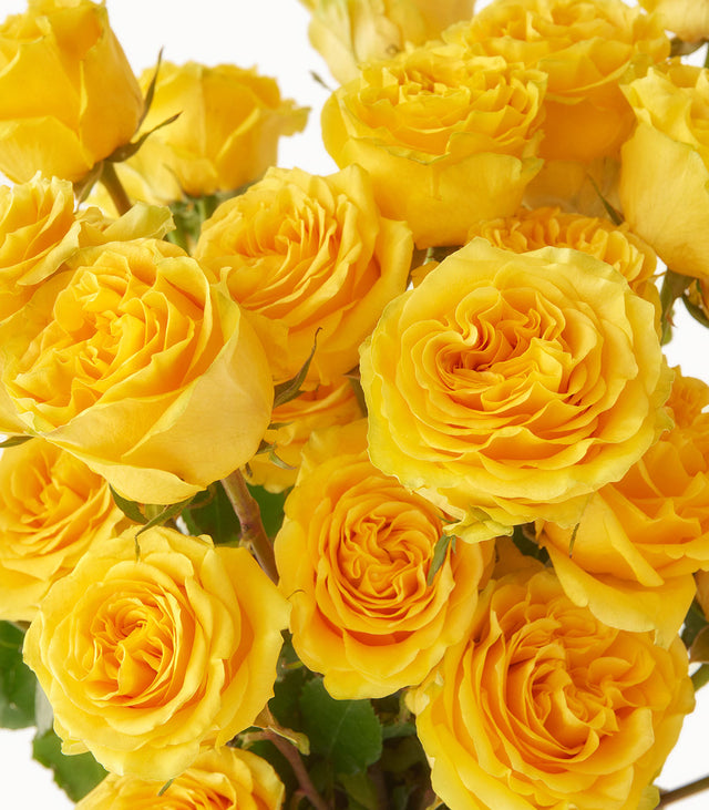 Lemon Lace Yellow Rose Bouquet Delivery | POMP Flowers
