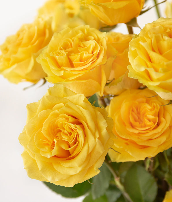 Roses Bouquet Delivery | Big Bouquet of Roses |Pomp Flowers – POMP