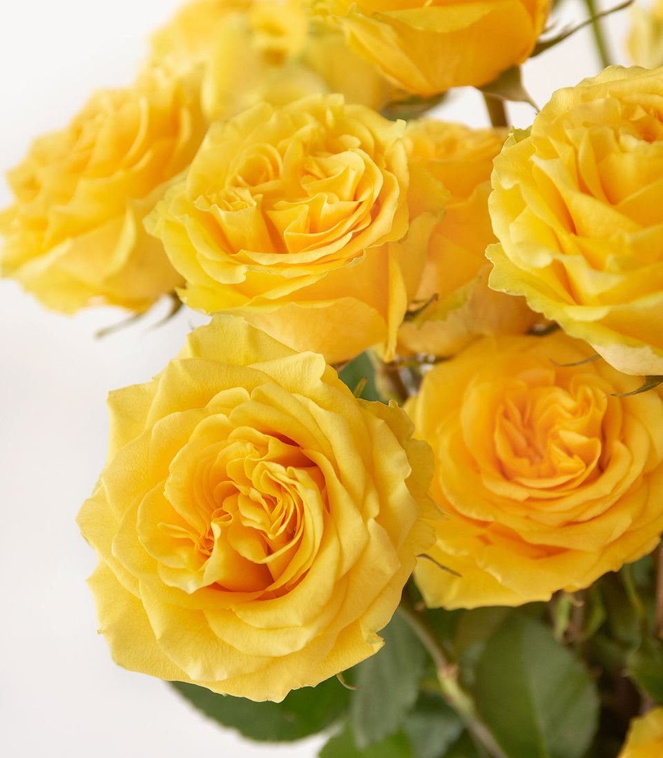 Lemon Lace Yellow Rose Bouquet Delivery | POMP Flowers