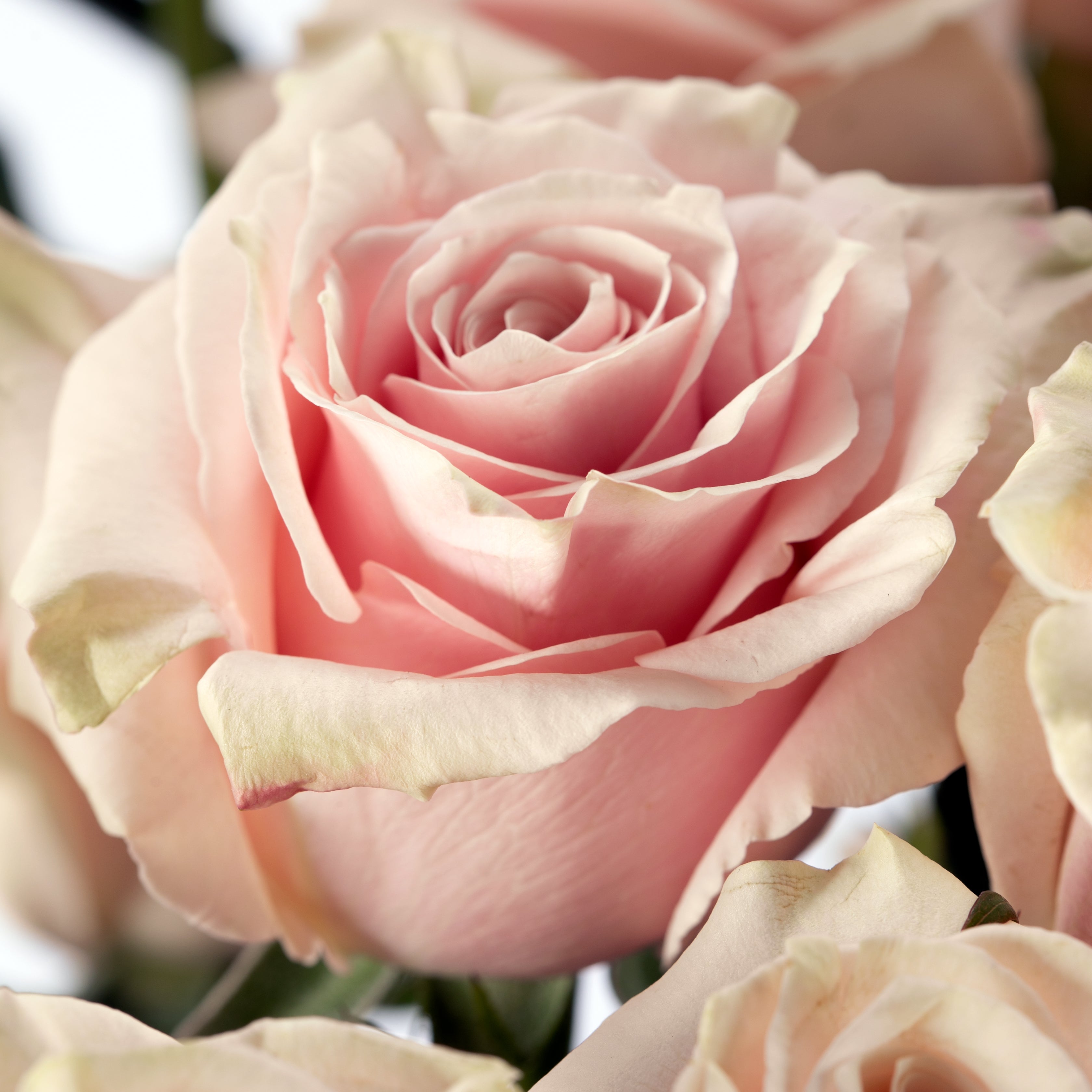 Pink Collection – POMP