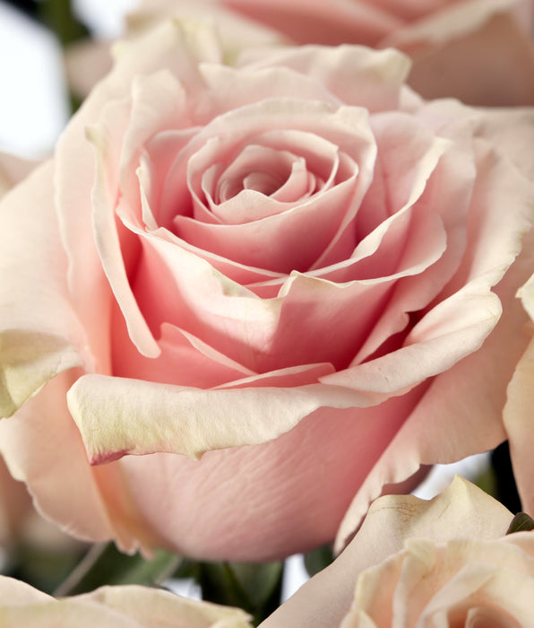 POMP Flowers | Roses Delivery | Next Day Rose Delivery Service Online