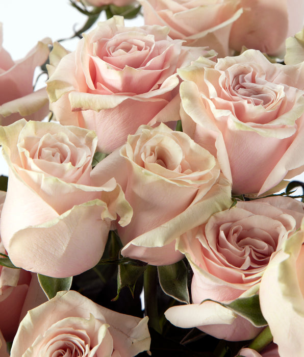 POMP Flowers | Roses Delivery | Next Day Rose Delivery Service Online