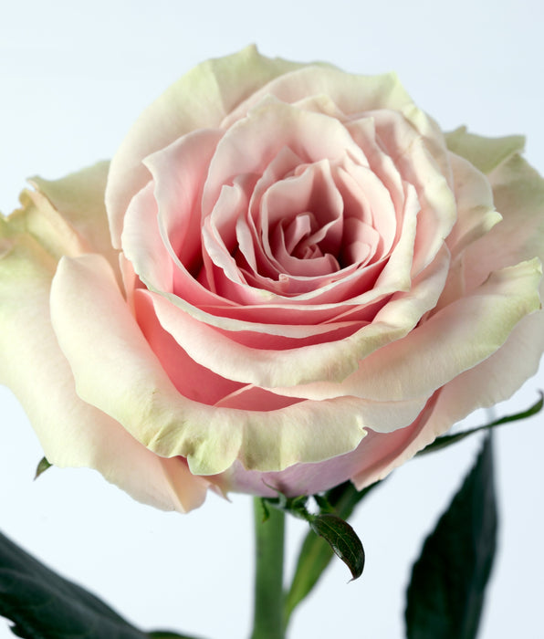 POMP Flowers | Roses Delivery | Next Day Rose Delivery Service Online