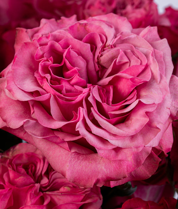 Roses Bouquet Delivery | Big Bouquet of Roses |Pomp Flowers – POMP