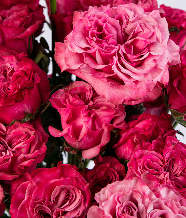 Roses Bouquet Delivery | Big Bouquet of Roses |Pomp Flowers – POMP