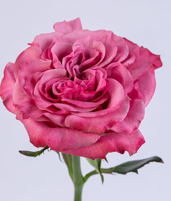 Roses Bouquet Delivery | Big Bouquet of Roses |Pomp Flowers – POMP