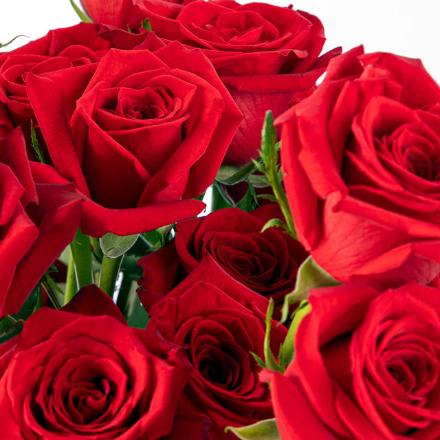 Ruby Red Rose Delivery | POMP Flowers