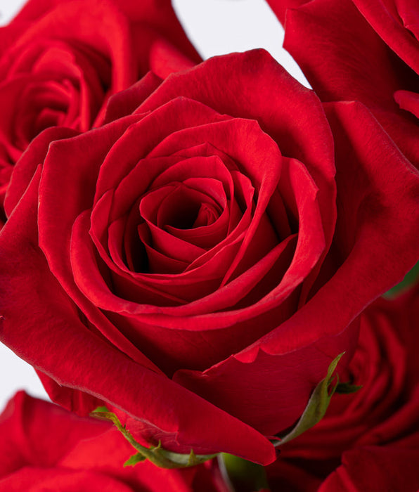 POMP Flowers | Roses Delivery | Next Day Rose Delivery Service Online