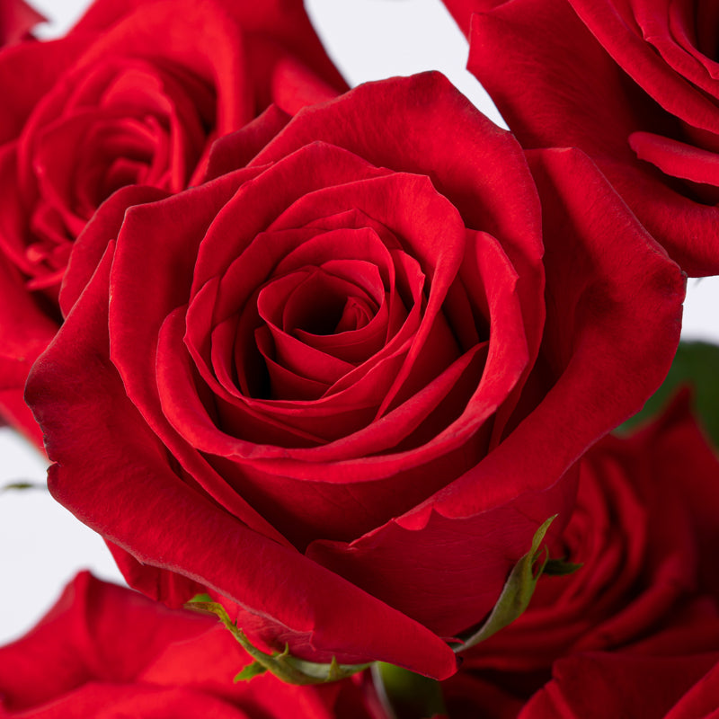 Ruby Red Rose Delivery | POMP Flowers