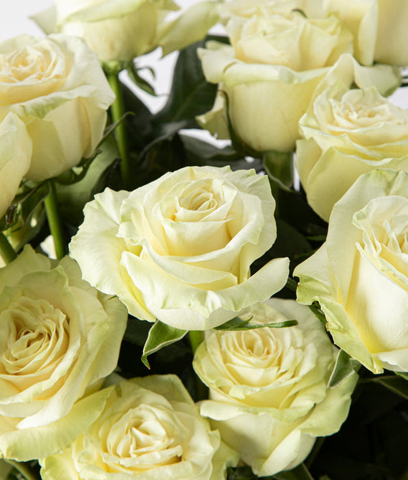 Roses Bouquet Delivery | Big Bouquet of Roses |Pomp Flowers – POMP