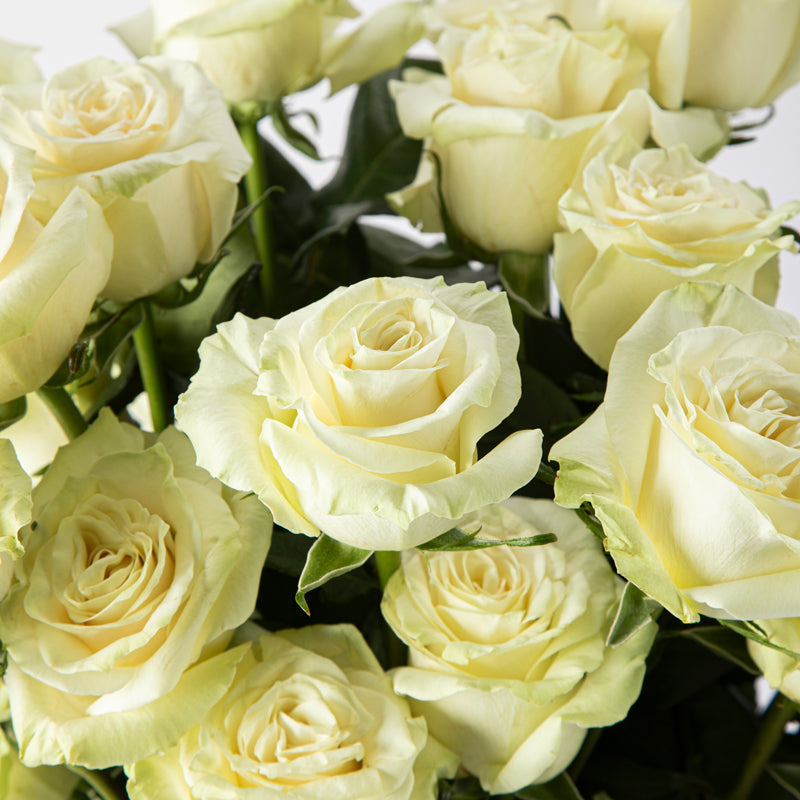 Snow Cap - White Rose Delivery | POMP Flowers