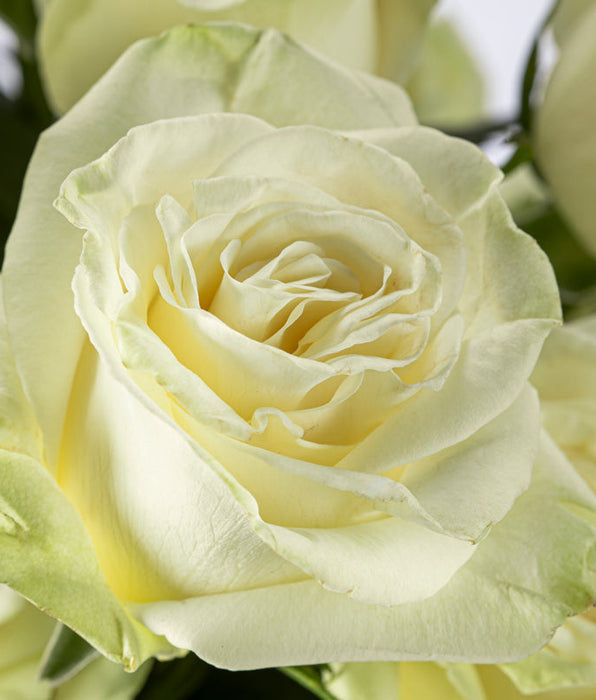 Roses Bouquet Delivery | Big Bouquet of Roses |Pomp Flowers – POMP