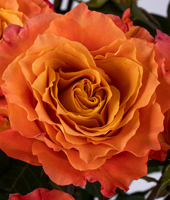 POMP Flowers | Roses Delivery | Next Day Rose Delivery Service Online