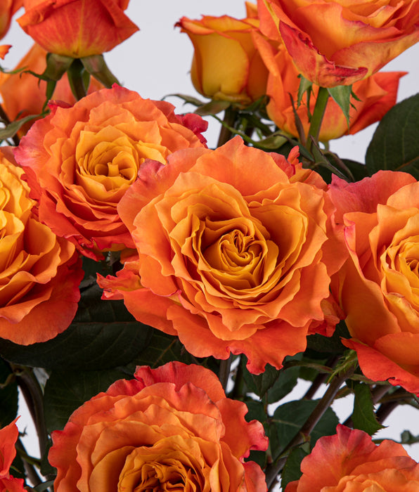 POMP Flowers | Roses Delivery | Next Day Rose Delivery Service Online