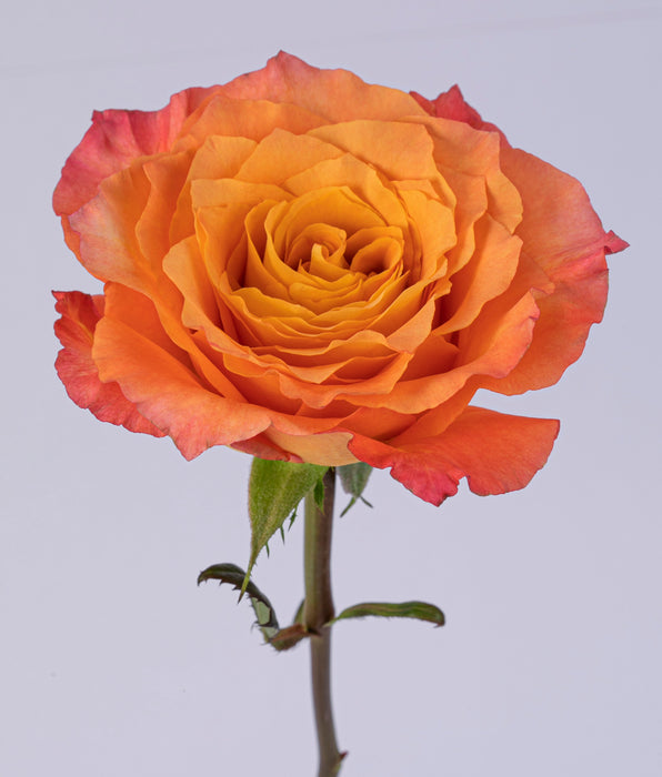 POMP Flowers | Roses Delivery | Next Day Rose Delivery Service Online