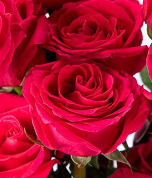 Roses Bouquet Delivery | Big Bouquet of Roses |Pomp Flowers – POMP