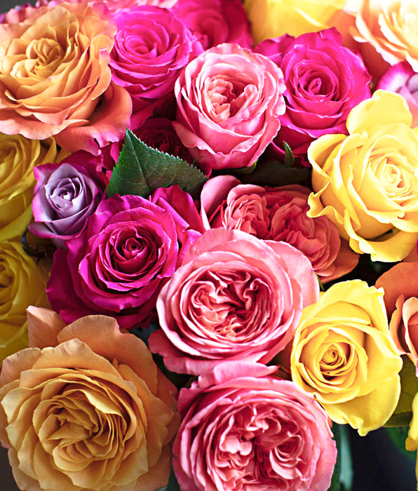 POMP Flowers | Roses Delivery | Next Day Rose Delivery Service Online